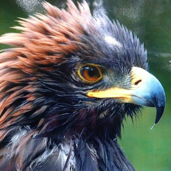 Pacific Northwest Raptors - 2019 All You Need to Know BEFORE You Go ...