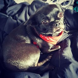 Starfish Animal Rescue - 17 Reviews - Pet Adoption - Plainfield, IL ...