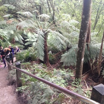 1000 Steps - 66 Photos & 17 Reviews - Hiking - Mt Dandenong Tourist Rd ...