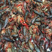 Your Dekalb Farmers Market - 342 Photos & 992 Reviews - Farmers Market ...