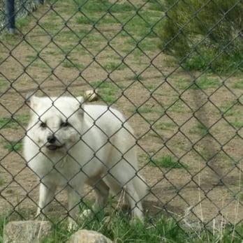 Animal Ark - 145 Photos & 63 Reviews - Zoos - 1265 Deerlodge Rd, Reno ...