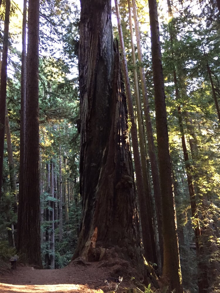 Arcata Community Forest - 15 Photos & 21 Reviews - Parks - Arcata, CA ...
