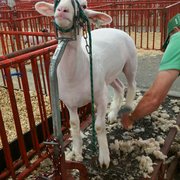 Broadbent Arena - 11 Photos & 10 Reviews - Stadiums & Arenas - 937 ...