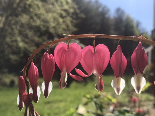 Lowgap, NC Map & Directions - MapQuest