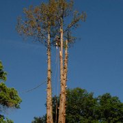 Travis’ Tree Service - 477 Photos & 140 Reviews - Tree Services - 512 E ...