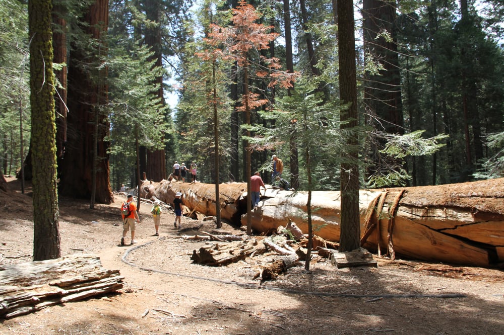 Trail of 100 Giants - 233 Photos & 28 Reviews - Hiking - Giant Sequoia ...