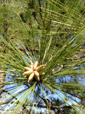 Buna, TX Map & Directions - MapQuest