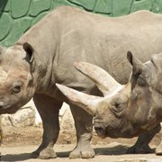 Racine Zoo - 101 Photos & 38 Reviews - Zoos - 2131 N Main St, Racine ...