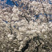 Cherry Blossoms @ University of Washington - 412 Photos & 74 Reviews ...