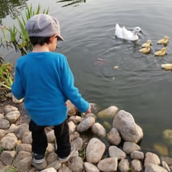 CSUN Pond - 304 Photos & 69 Reviews - Parks - 18111 Nordhoff St ...
