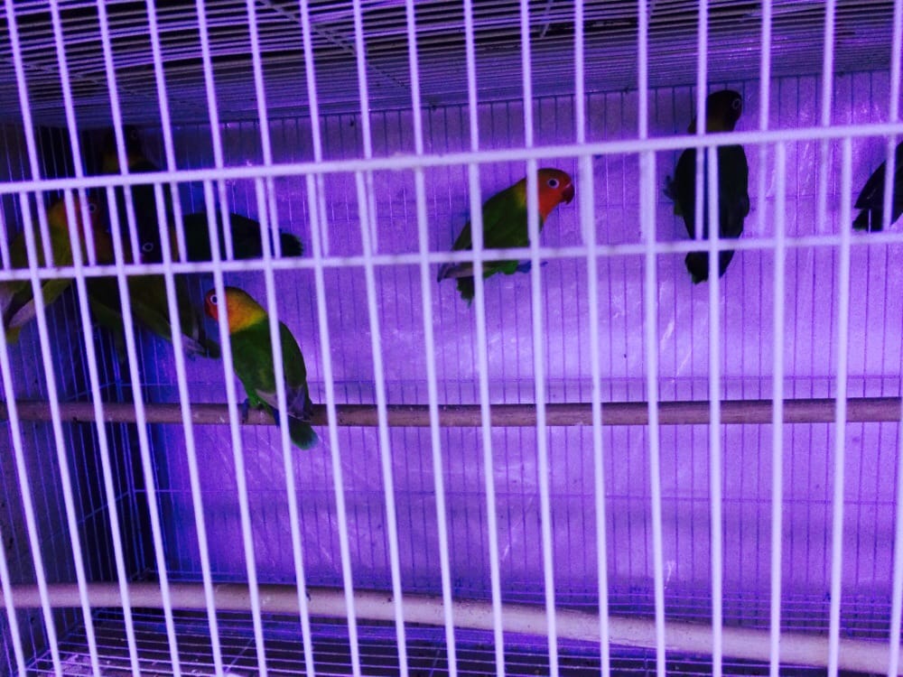 Bell Bird Farm - 43 Photos & 26 Reviews - Pet Stores - 6909 Atlantic ...