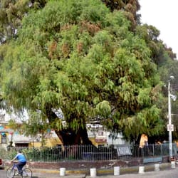Ahuehuete de Xochimilco - Landmarks & Historical Buildings - Plaza de ...