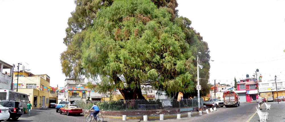 Ahuehuete de Xochimilco - Landmarks & Historical Buildings - Xochimilco ...