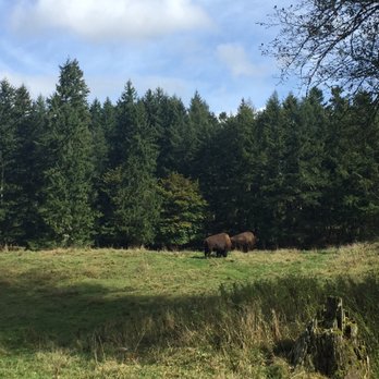 Northwest Trek Wildlife Park - 310 Photos & 132 Reviews - Zoos - 11610 ...