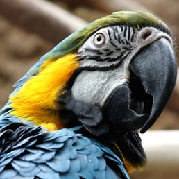 Henry Vilas Park Zoo - 130 Photos & 110 Reviews - Zoos - 702 S Randall ...