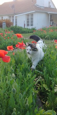 LaCoste, TX Map & Directions - MapQuest