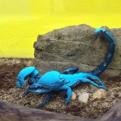 Victoria Bug Zoo - 100 Photos & 93 Reviews - Zoos - 631 Courtney Street ...