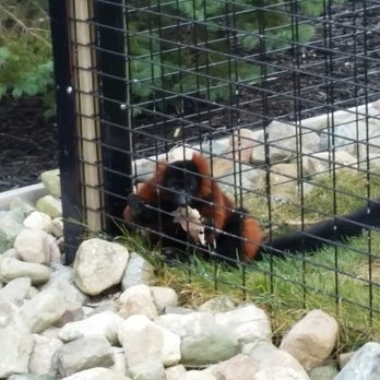 Boulder Ridge Wild Animal Park - Temp. CLOSED - 106 Photos & 25 Reviews ...