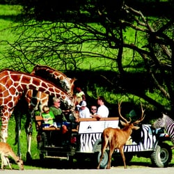 Fossil Rim Wildlife Center - 291 Photos & 111 Reviews - Zoos - 2299 CR ...