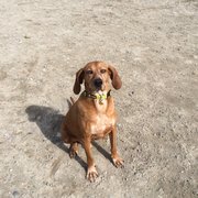 Silverdale Dog Park - 22 Photos & 16 Reviews - Dog Parks - 11601 ...