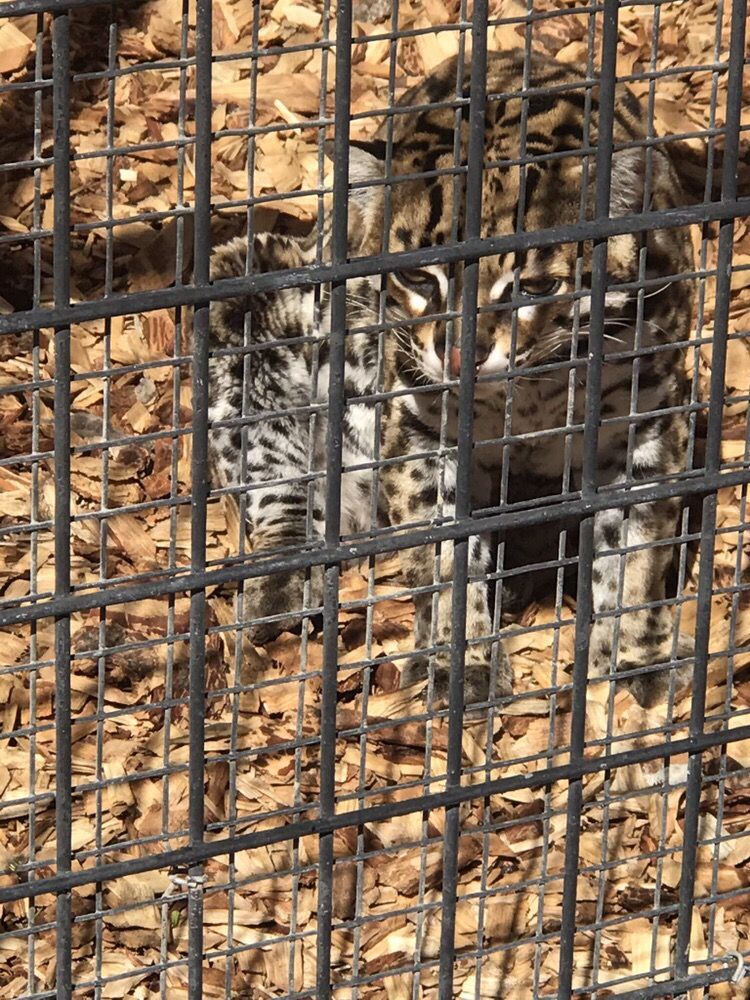 Alameda Park Zoo - 64 Photos & 23 Reviews - Zoos - 1321 N White Sands ...