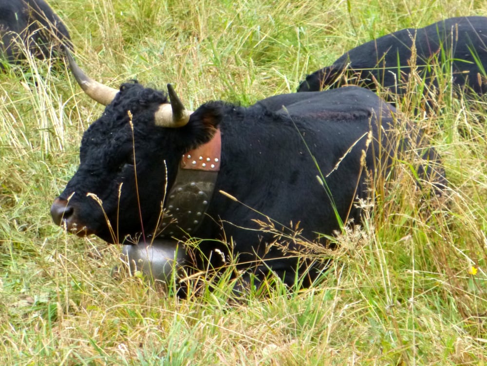 Eringer Kampf-Kühe - Pets - Veysonnaz, Valais, Switzerland - Yelp