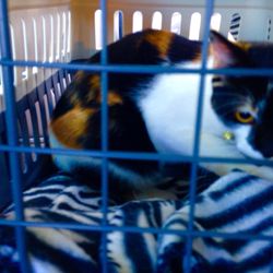 Critters without Litters - 14 Photos & 53 Reviews - Pet Services - 4300 ...