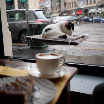 Crazy Cat Café - 156 Photos & 33 Reviews - Cafes - Via Napo Torriani 5 ...