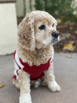 Greenbrae, CA Map & Directions - MapQuest