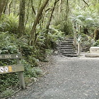 1000 Steps - 66 Photos & 17 Reviews - Hiking - Mt Dandenong Tourist Rd ...