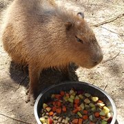 Alameda Park Zoo - 54 Photos & 19 Reviews - Zoos - 1321 N White Sands ...