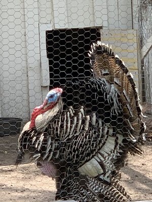 Whitewright, TX Map & Directions - MapQuest