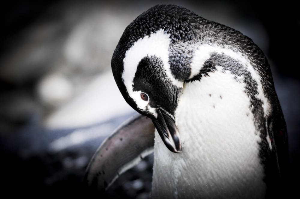 Point Defiance Zoo & Aquarium - 651 Photos & 274 Reviews - Zoos - 5400 ...