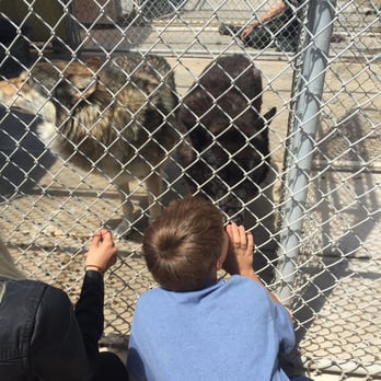 Wolf Mountain Sanctuary - 230 Photos & 81 Reviews - Animal Shelters ...