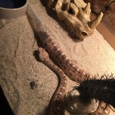 East Bay Vivarium - 205 Photos & 430 Reviews - Reptile Shops - 1827 5th ...