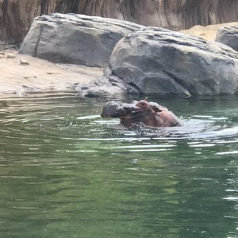 Dallas Zoo - 575 Photos & 243 Reviews - Zoos - 650 S R L Thornton Frwy ...