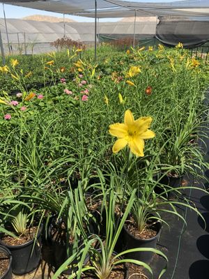 Ferguson Distribution Center, 4100 N Webster Ave, Perris, CA - MapQuest