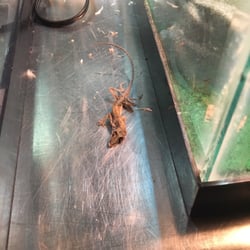 All Pets Club - 15 Photos & 18 Reviews - Pet Stores - 479 E Main St ...