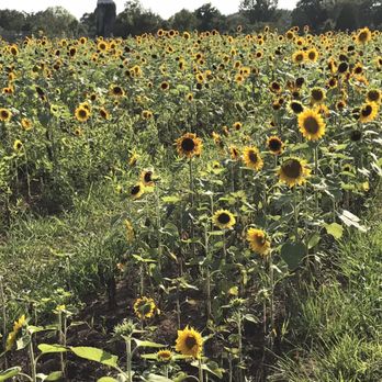 Burnside Farms - Nokesville - 136 Photos & 27 Reviews - Farmers Market ...