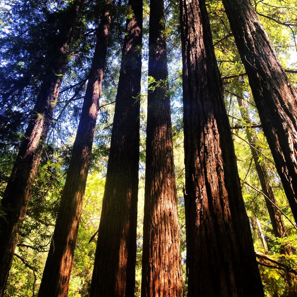 Bothe-Napa Valley State Park - 156 Photos & 124 Reviews - Parks - 3801 ...