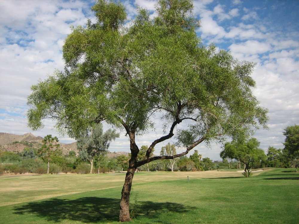 Sage Tree Care - Request a Quote - Tree Services - Scottsdale, AZ ...