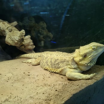Ever Evolving Exotics - 72 Photos & 11 Reviews - Pet Stores - 4444 E Grant Rd, Midtown, Tucson ...