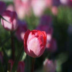 Texas-Tulips - 134 Photos & 36 Reviews - Botanical Gardens - 10656 FM ...