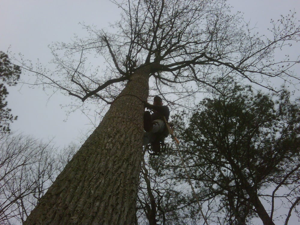 Matthews Tree Care - Tree Services - 1304 Plunket Dr, Wake Forest, NC ...