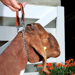 The Goat Shop - 2019 All You Need to Know BEFORE You Go (with Photos ...