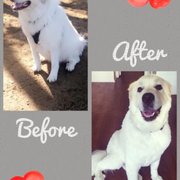 Animal Salon - 92 Photos & 111 Reviews - Pet Groomers - 12798 Rancho ...