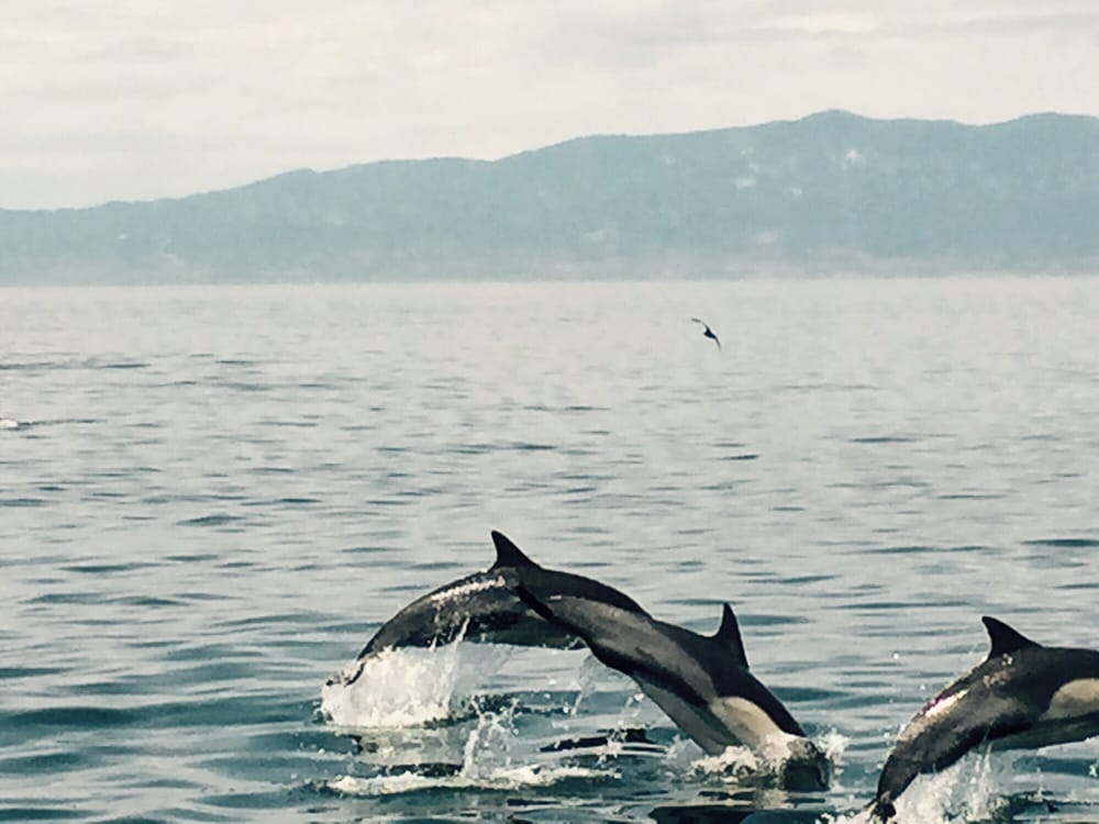 Condor Express Whale Watching - 24 Photos & 46 Reviews - Whale Watching ...