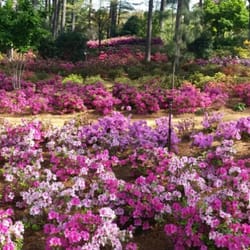 WRAL Azalea Gardens - 37 Photos - Botanical Gardens - 2619 Western Blvd ...