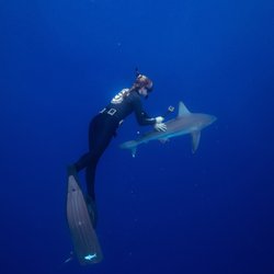 One Ocean Diving - 124 Photos & 112 Reviews - Free Diving - Haleiwa ...