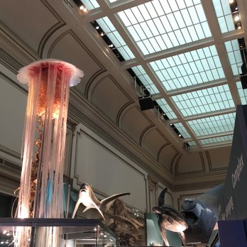 Smithsonian National Museum of Natural History - 4049 Photos & 941 ...